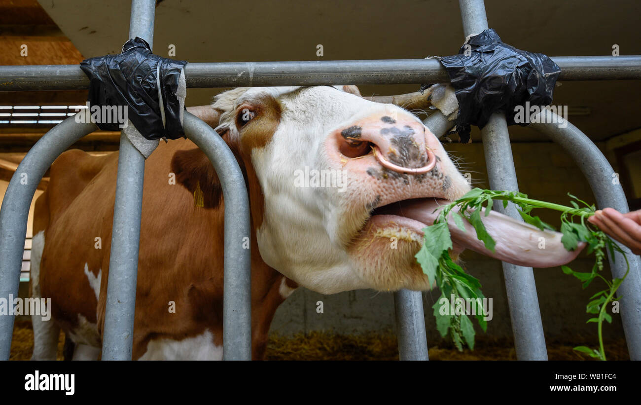 Cow outside a temple hi-res stock photography and images - Alamy