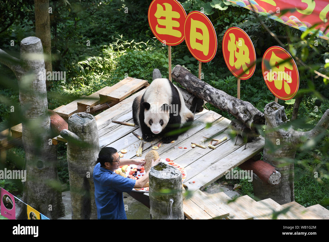 Chongqing, China's Chongqing. 23rd Aug, 2019. A breeder feeds Xinxing ...