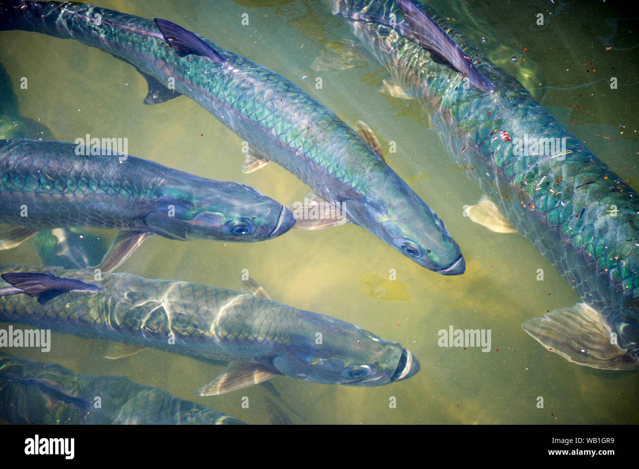 Sun-dappled view from above of the shimmery rainbow scales of a group ...