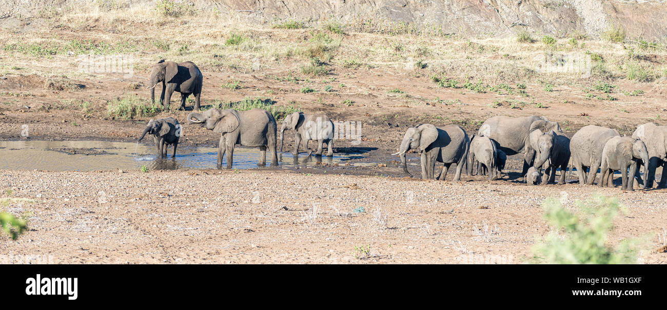 Panoramic view of a herd of african elephants drinking water in the ...