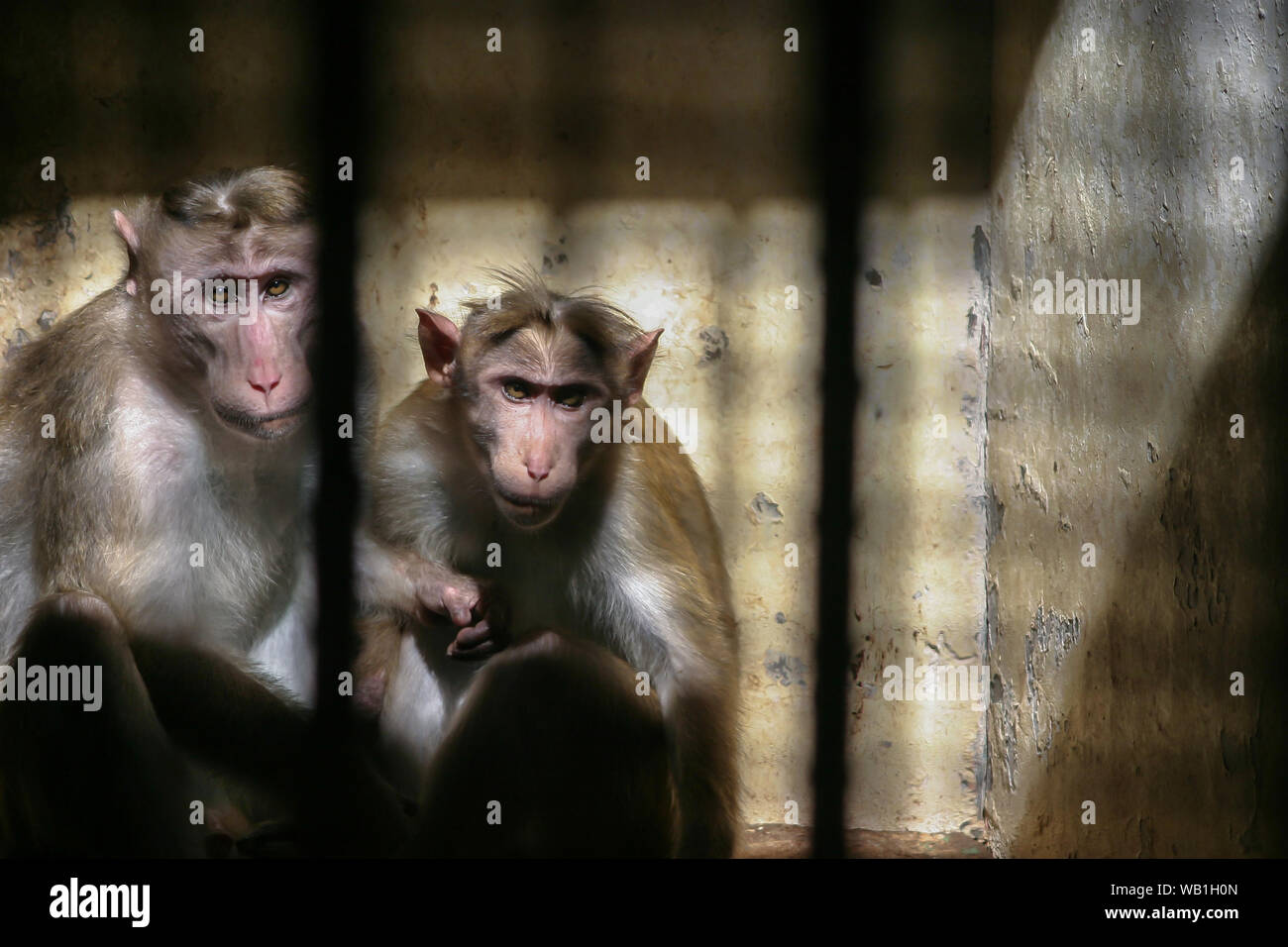 sad looking monkeys at kathmandu zoo Stock Photo - Alamy