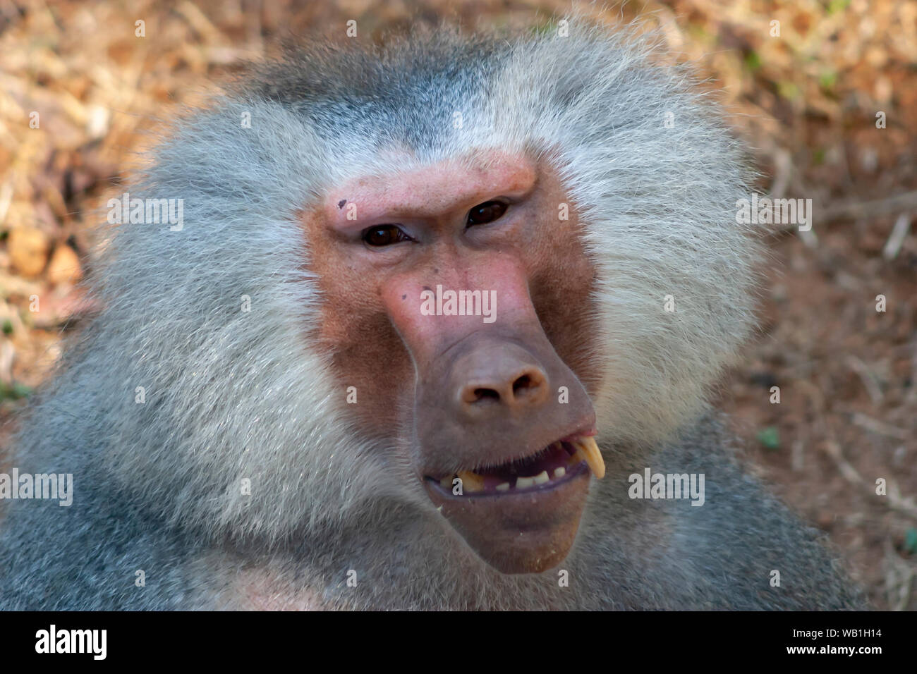 baboon at zoo in india with big tooth Stock Photo - Alamy