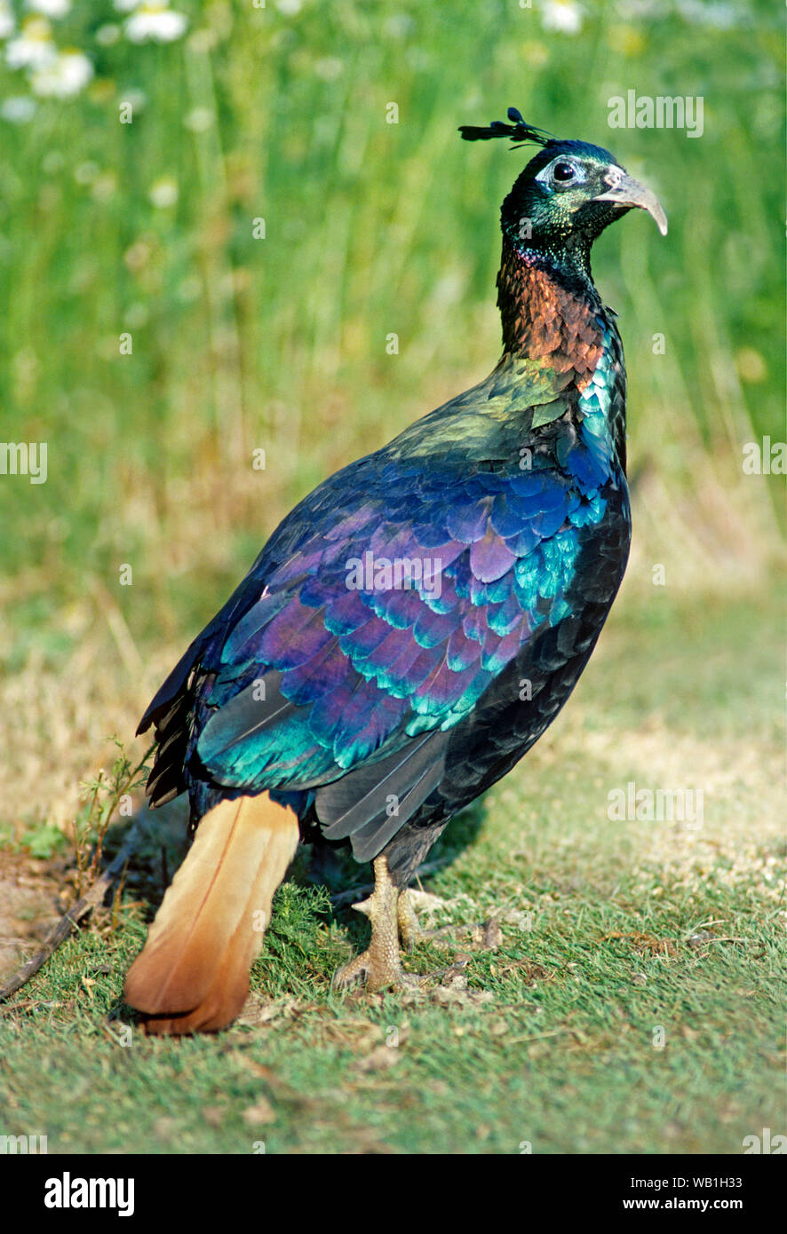 Impeyan Pheasant