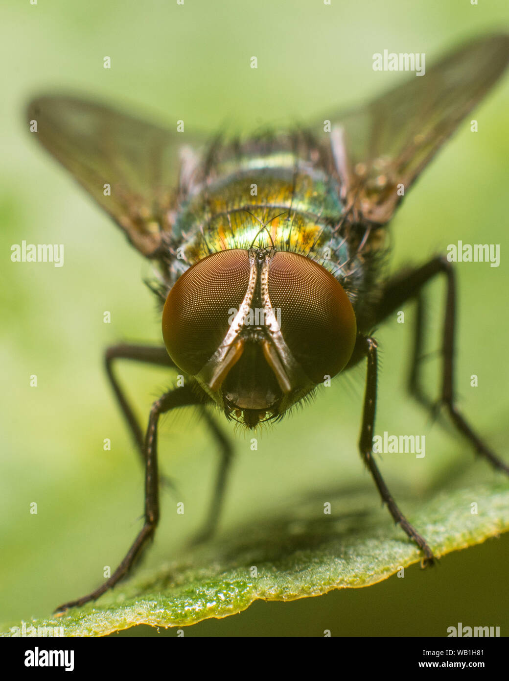 Housefly close up hi-res stock photography and images - Alamy