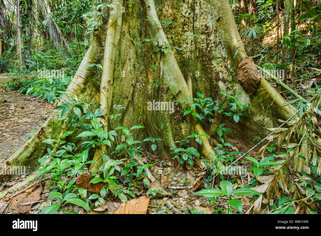 big tree roots tropical jungles of South East Asia Stock Photo - Alamy