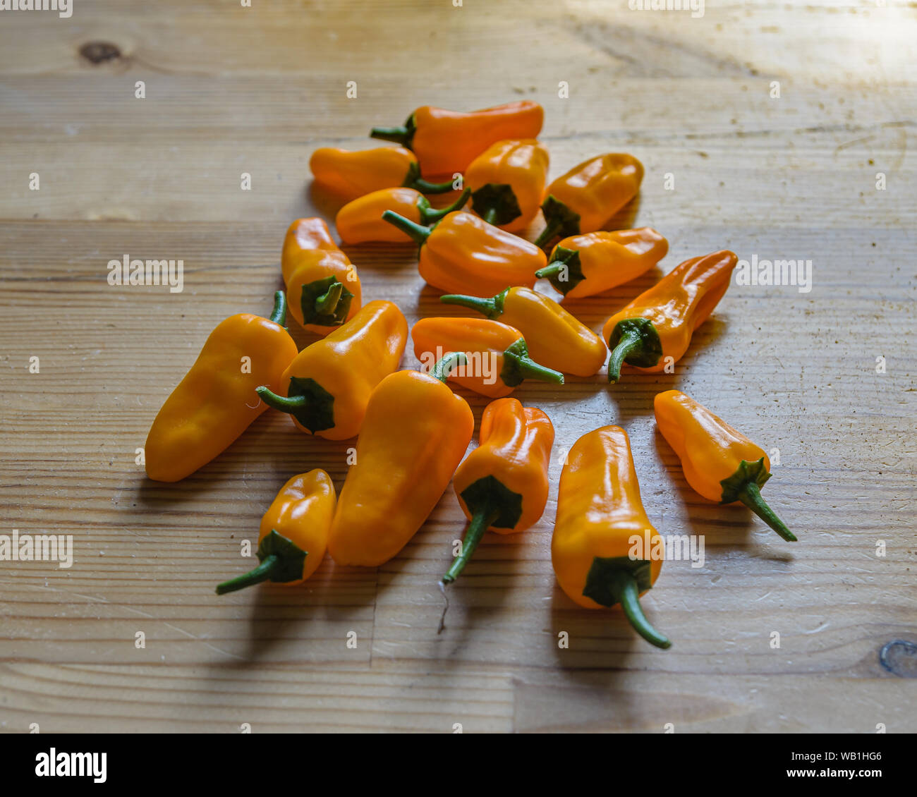 Capricum cheyenne hi-res stock photography and images - Alamy