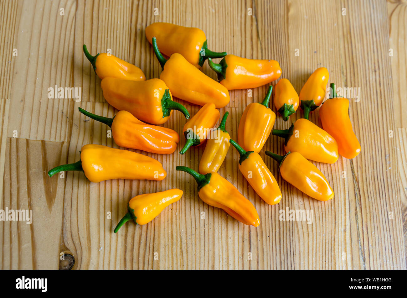 Capricum cheyenne hi-res stock photography and images - Alamy