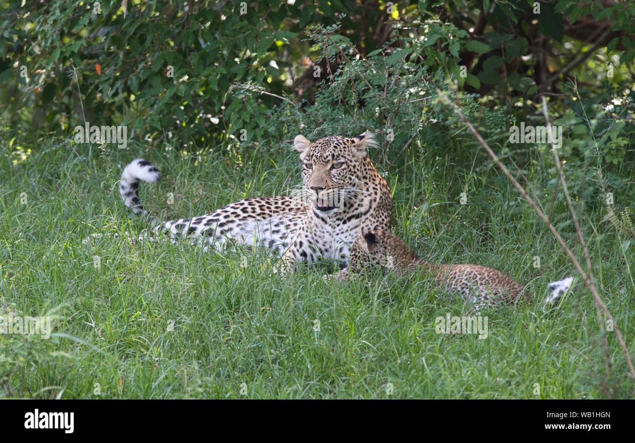 Female leopard hi-res stock photography and images - Alamy