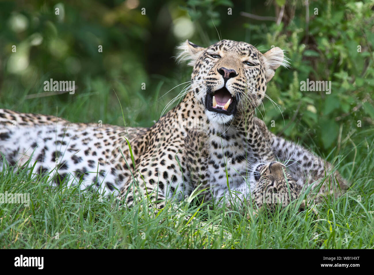 Female leopard hi-res stock photography and images - Alamy