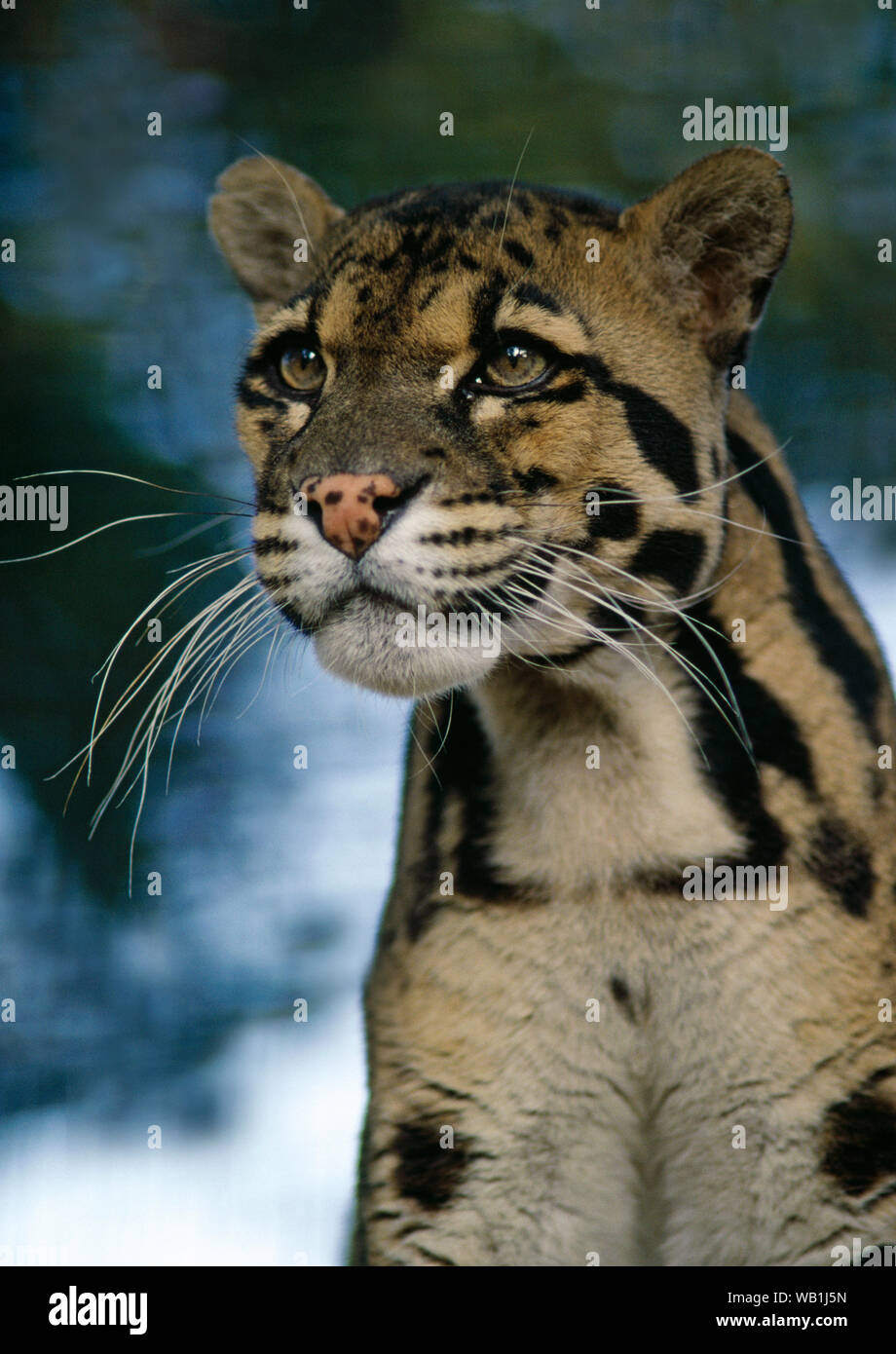 Clouded leopard cat hi-res stock photography and images - Alamy