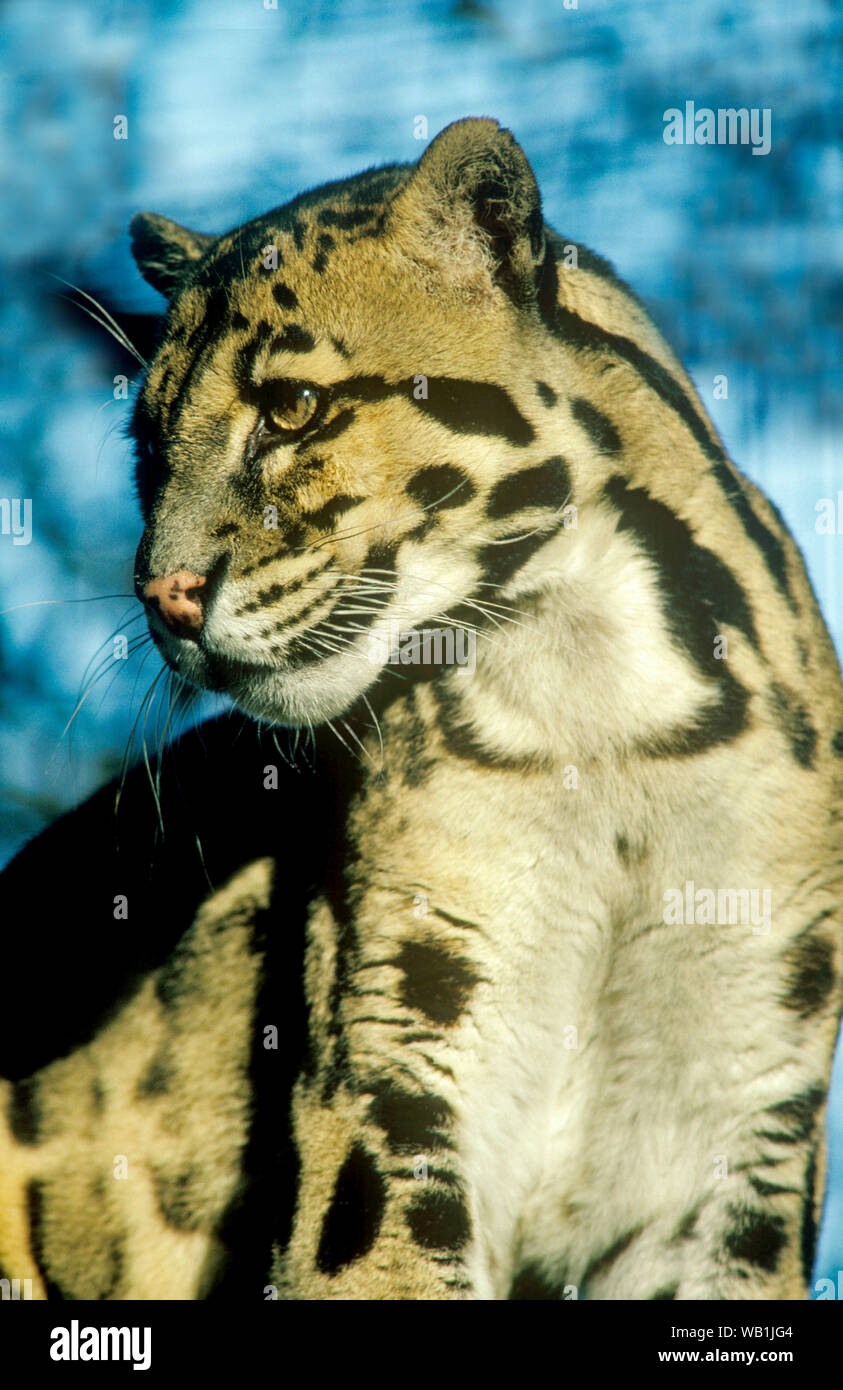 CLOUDED LEOPARD Neofelis nebulosa Stock Photo - Alamy