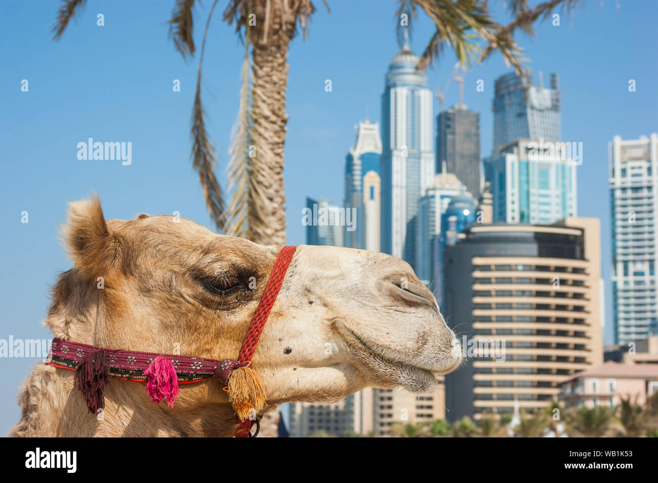 Camel at the urban building background of Dubai. UAE Stock Photo - Alamy