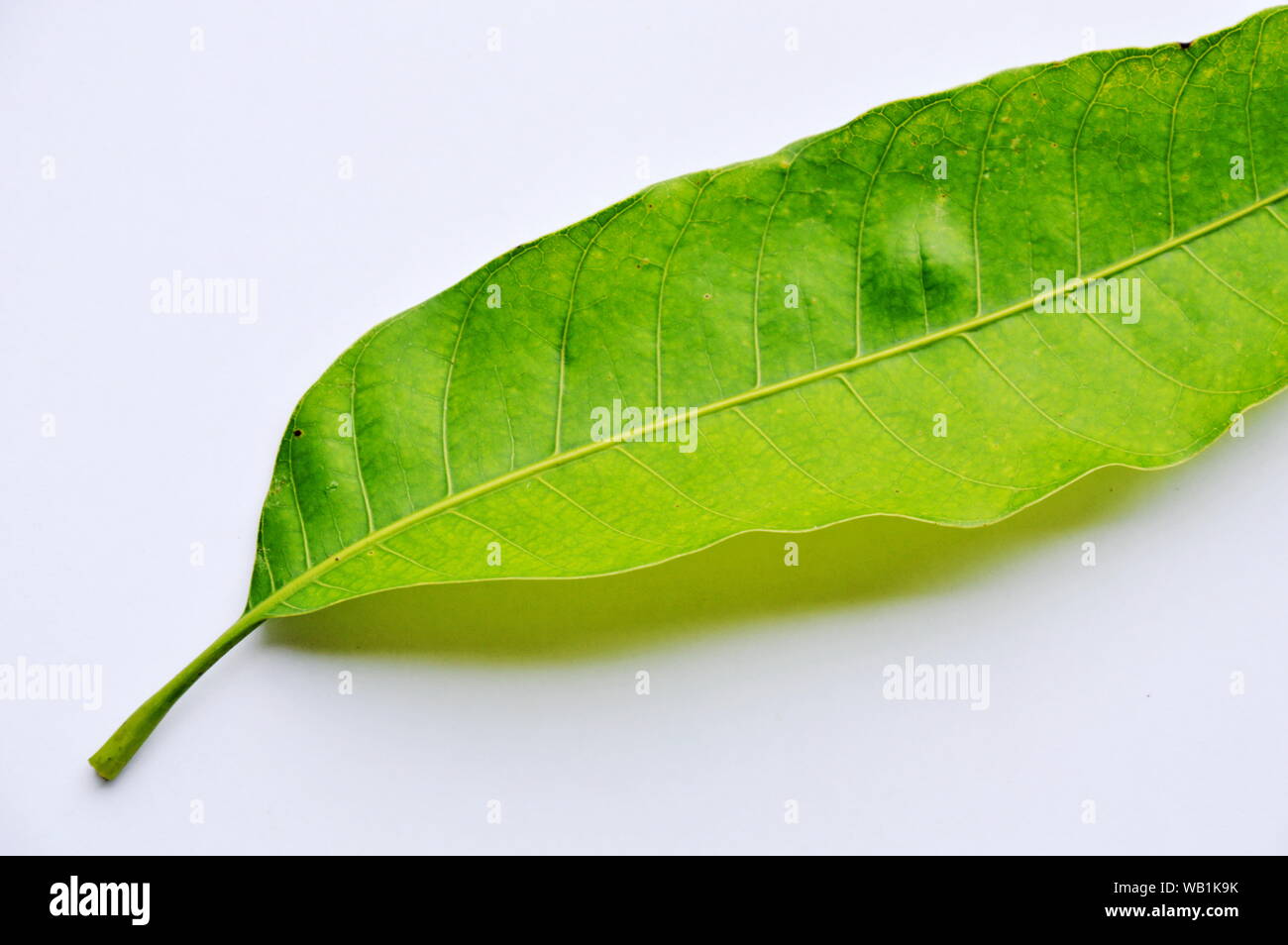 mango leaf texture on white background Stock Photo - Alamy