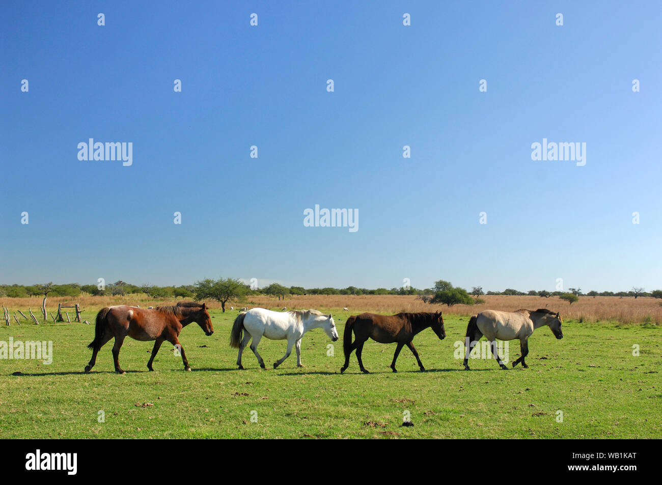 Horses, Gaucho Family Alegre, near Carlos Pellegrini, Corrientes ...