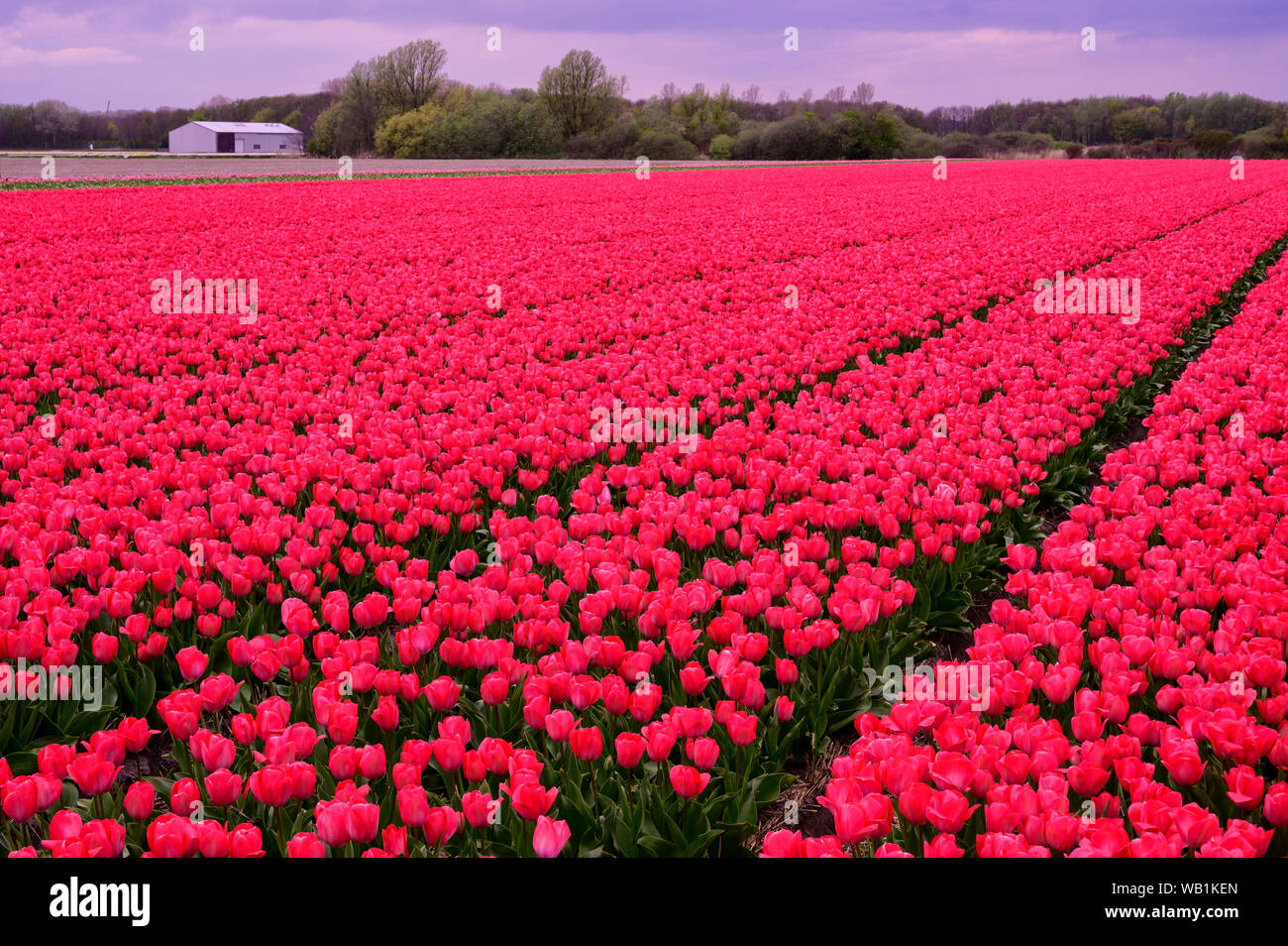 Kinderdijk tulips hi-res stock photography and images - Alamy