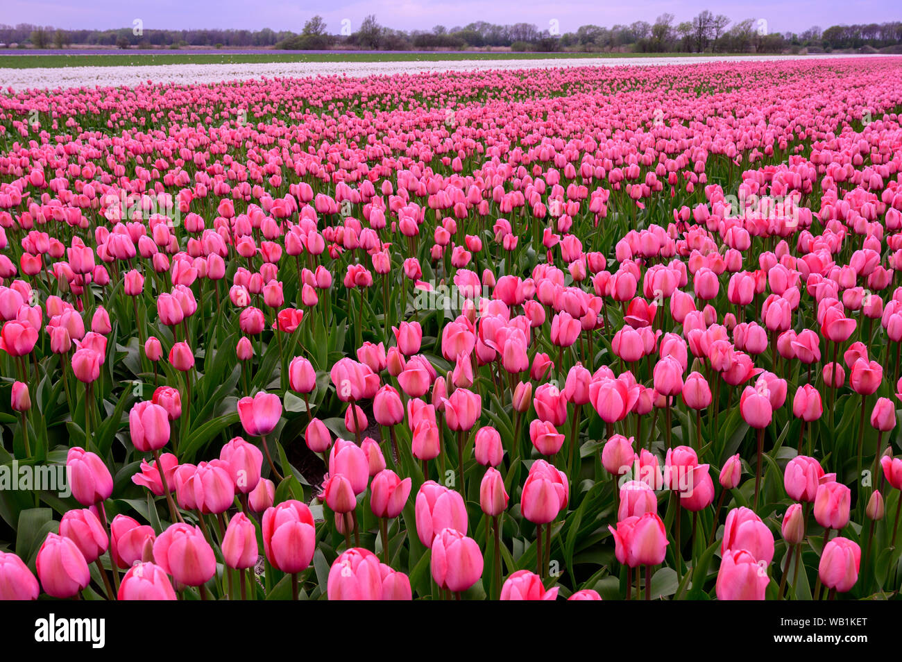 Kinderdijk tulips hi-res stock photography and images - Alamy
