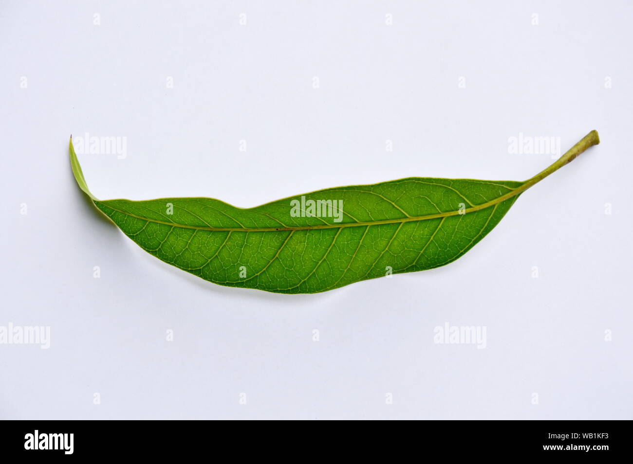 mango leaf texture on white background Stock Photo - Alamy