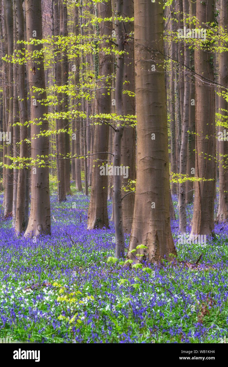 Hallerbos forest hi-res stock photography and images - Alamy