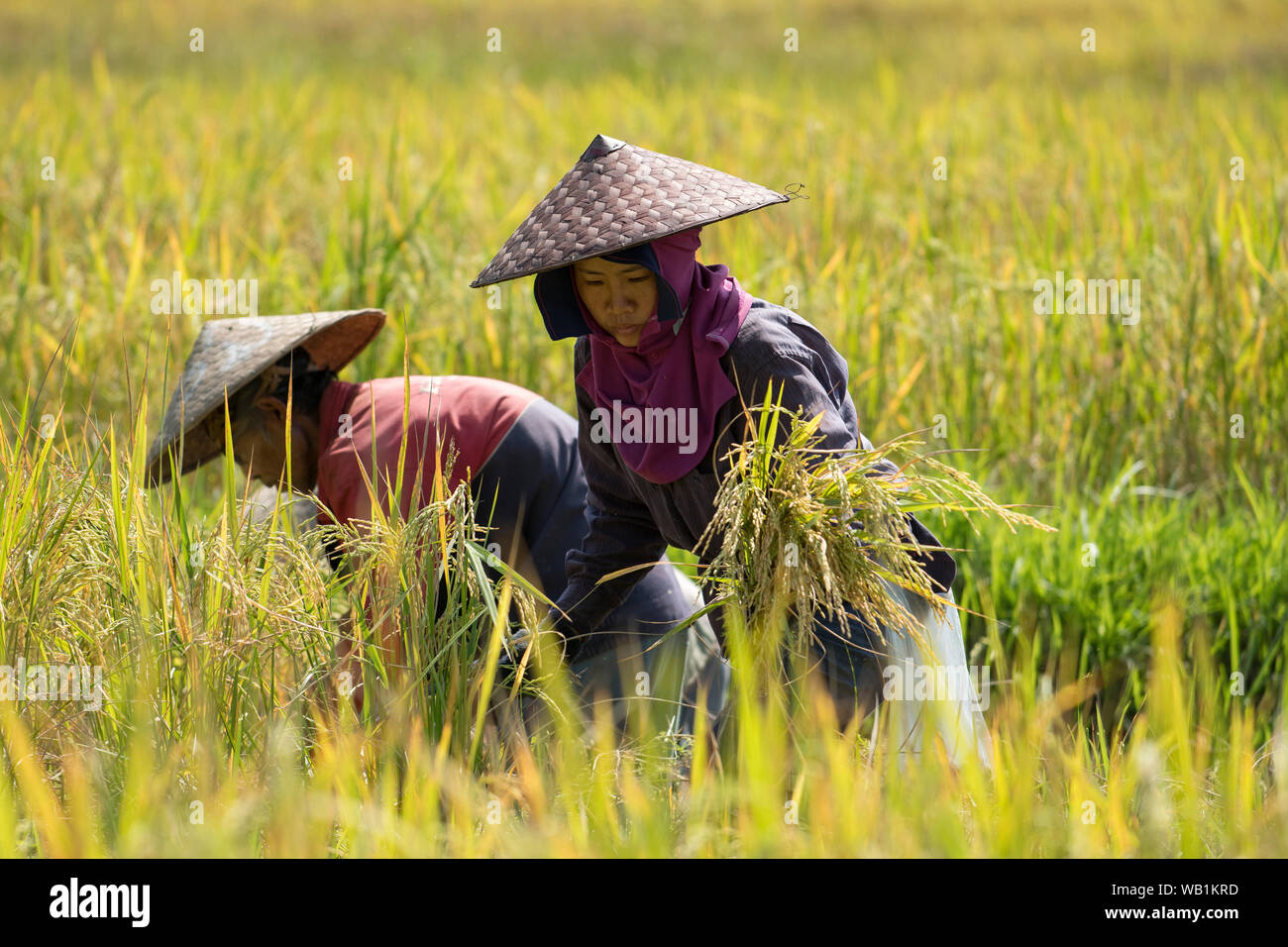Asia, Asien, Southeast Asia, Laos, rice farmers, 30078192 Stock Photo ...