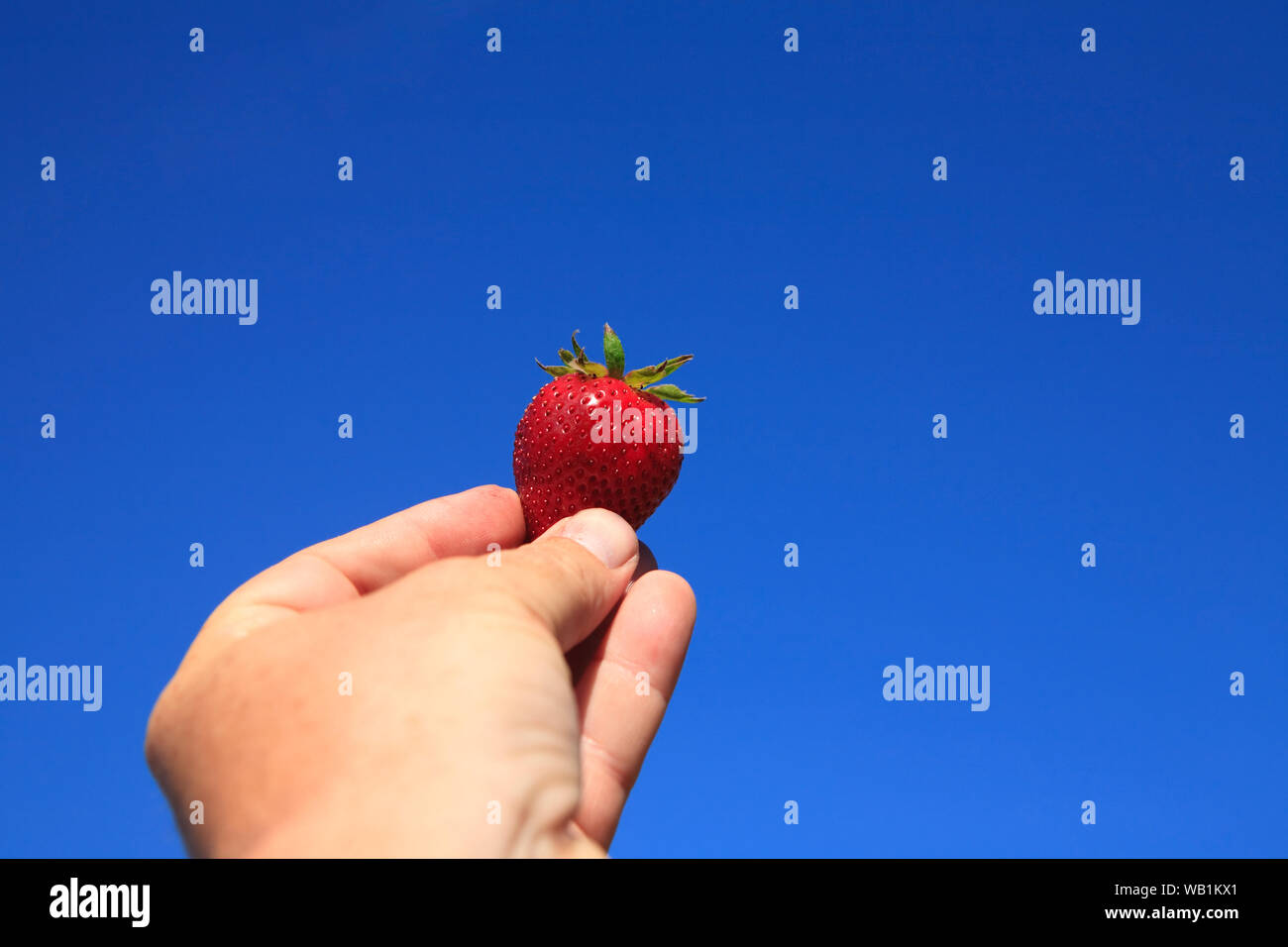 Lovely luscious perfectly ripe strawberry in the summer sun Stock Photo ...