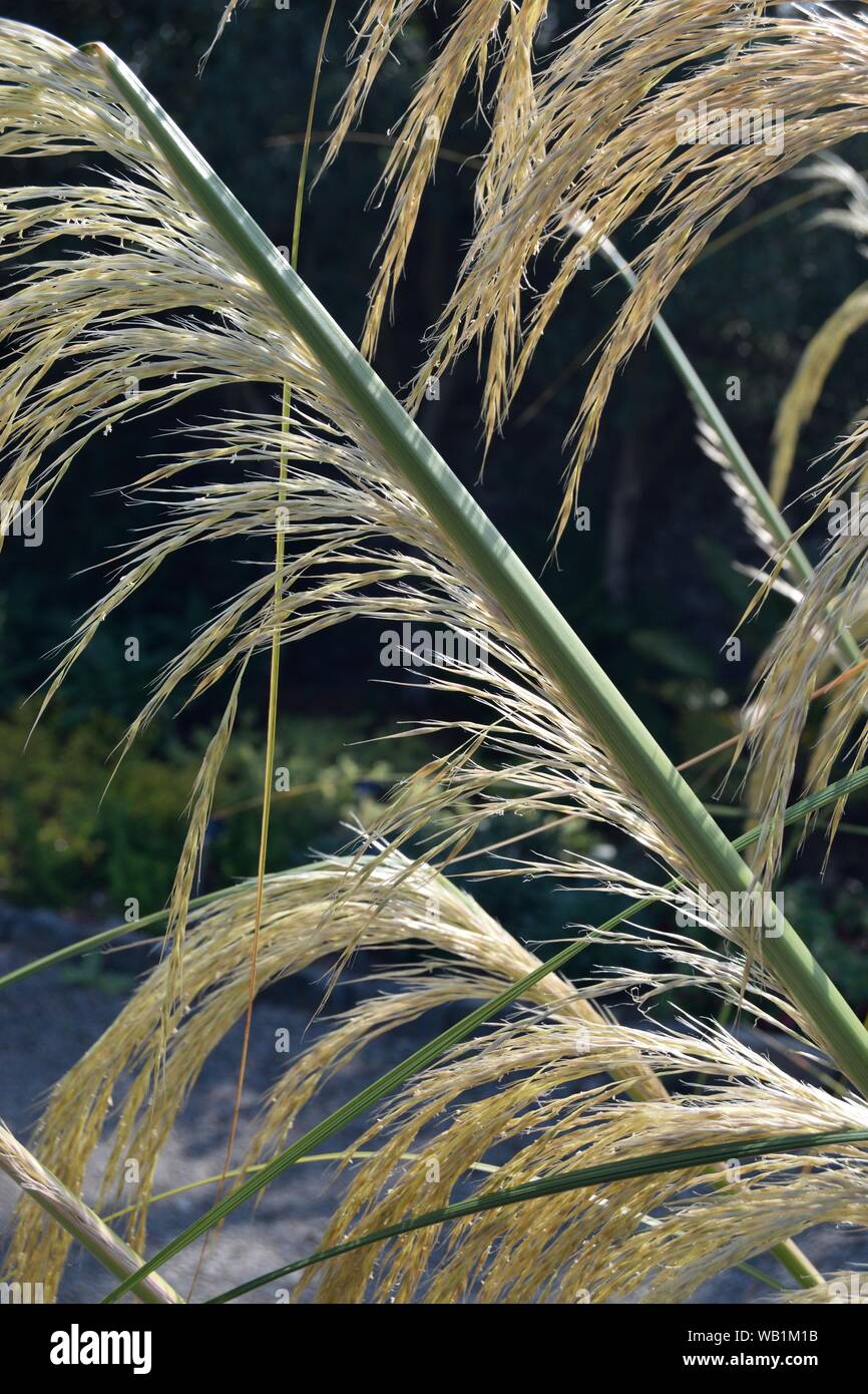 Fronds of grass Stock Photo - Alamy