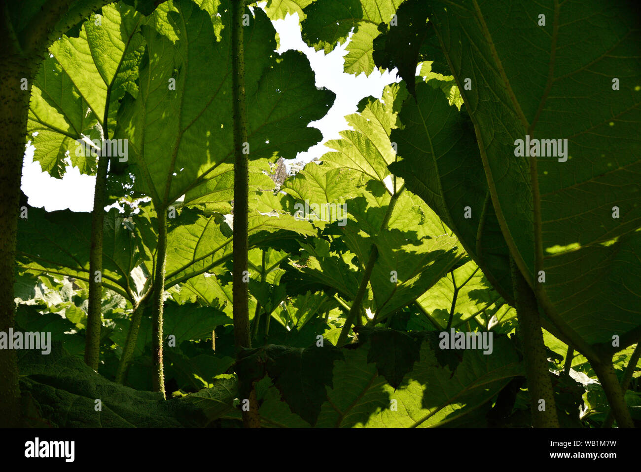 Large backlit leaves of gunnera Stock Photo - Alamy