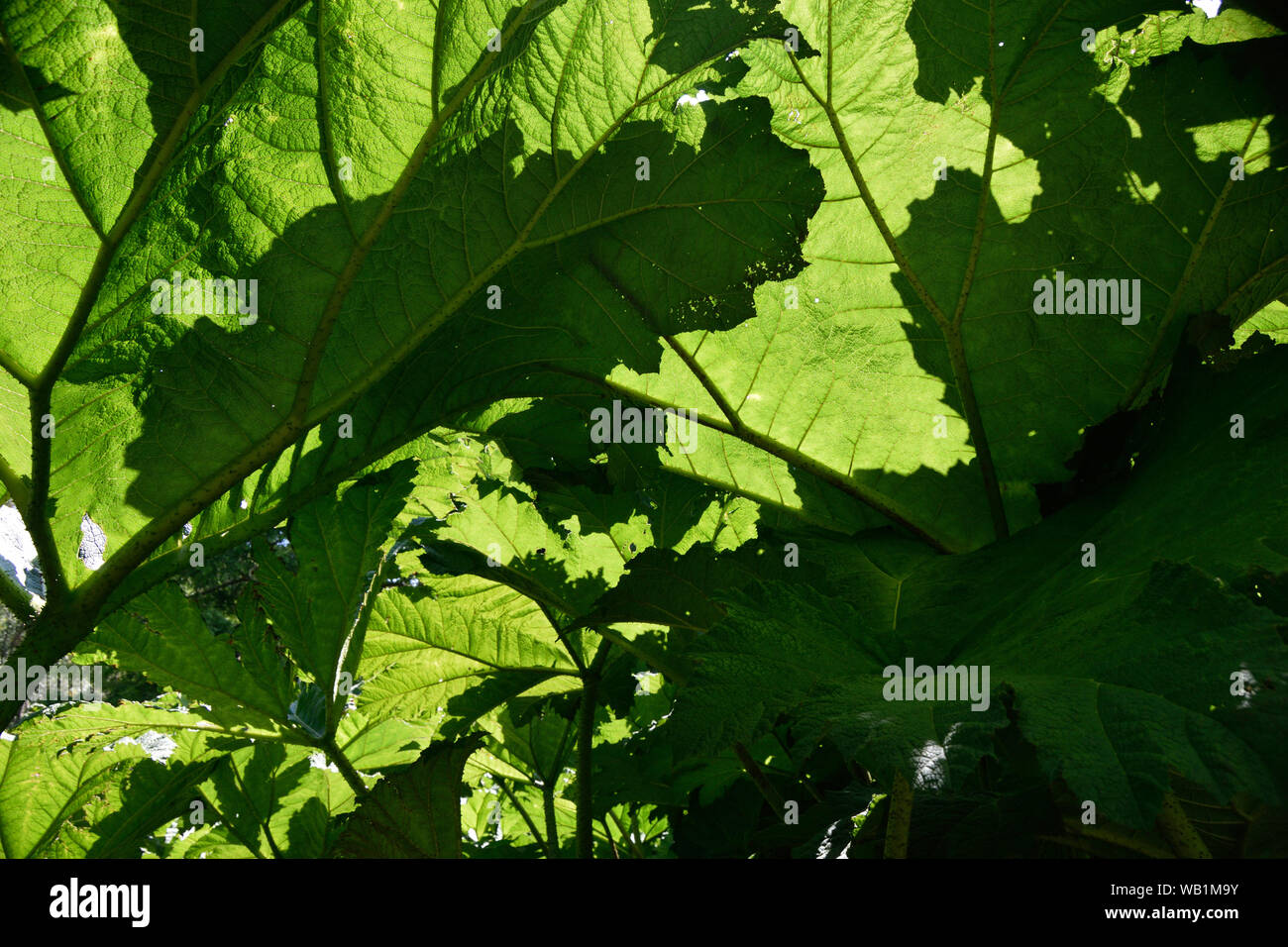 Large backlit leaves of gunnera Stock Photo - Alamy