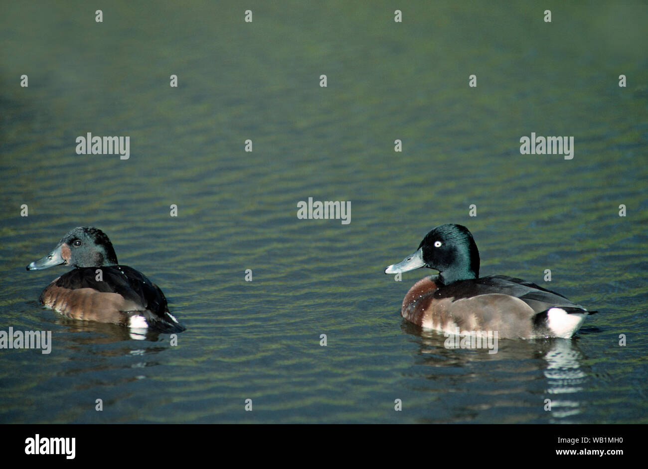 BAER'S POCHARD (Aythya baeri). True pair on water (female left) A ...