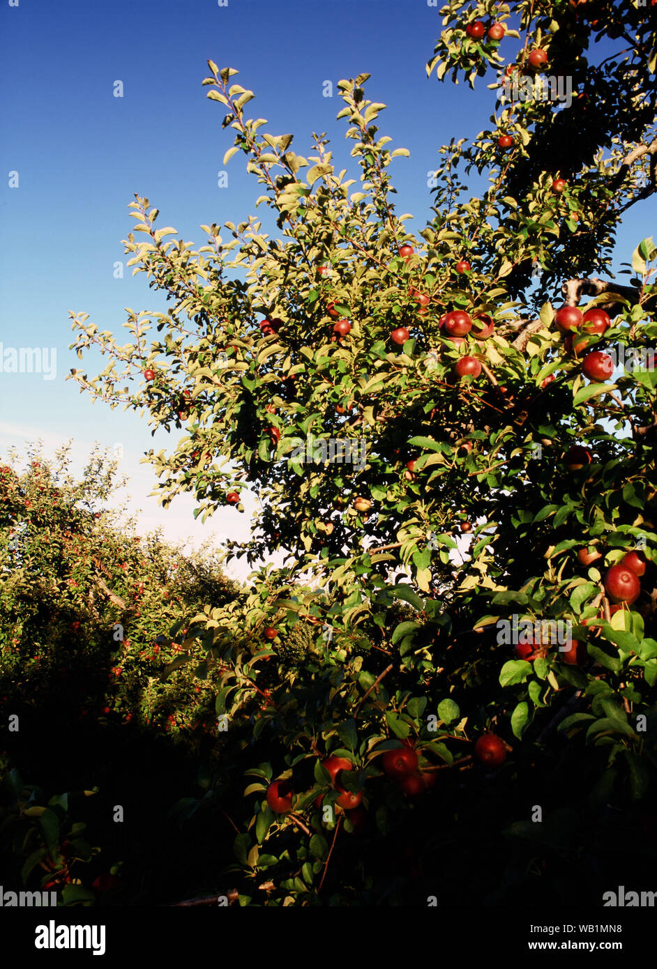 New England apple orchard in autumn Stock Photo - Alamy