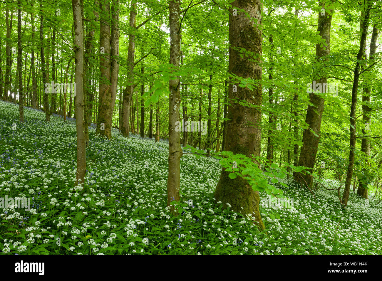 Ramsons in Long Wood which forms part of the Cheddar Gorge complex in ...