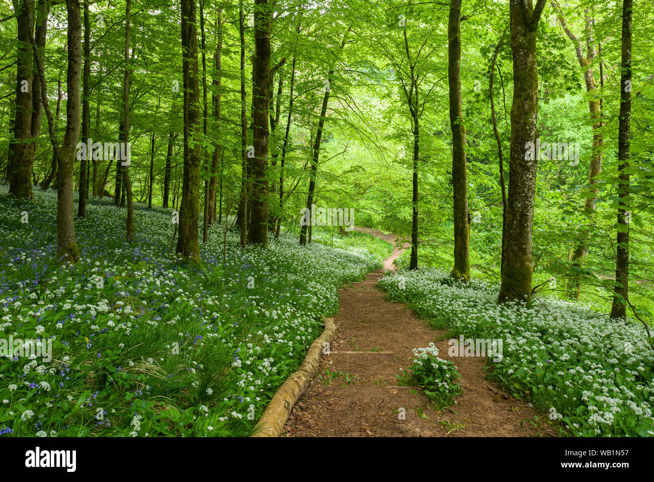Ramsons in Long Wood which forms part of the Cheddar Gorge complex in ...