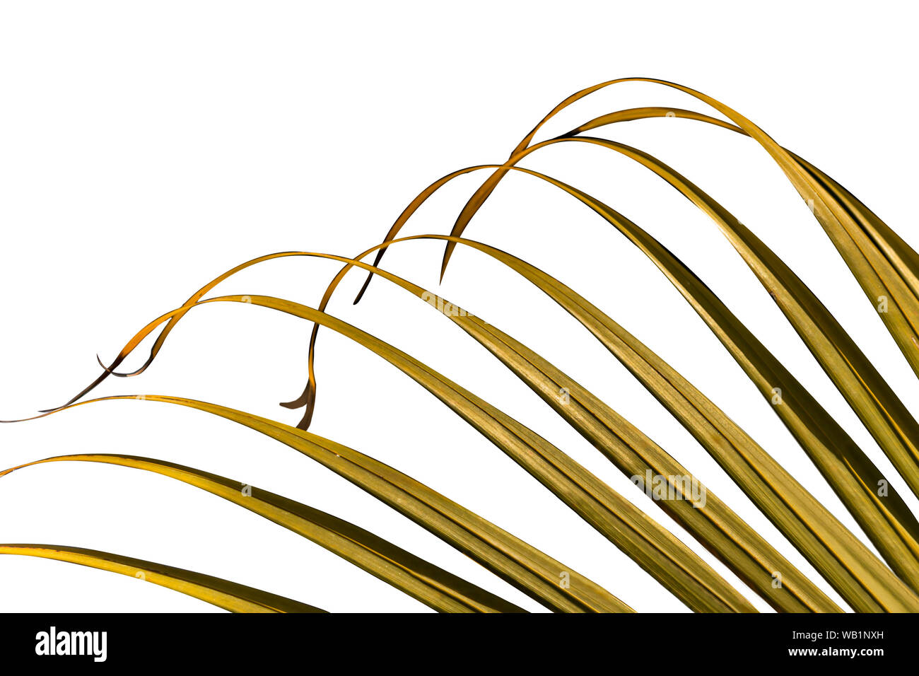 Corbett Vegetation cutout on a white background Stock Photo - Alamy