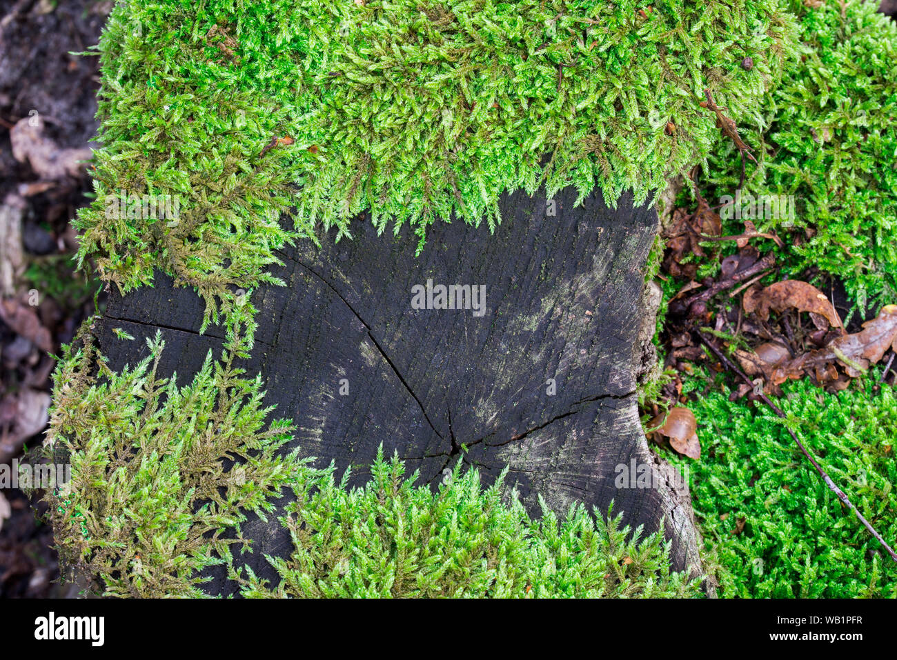 Moss texture hi-res stock photography and images - Alamy