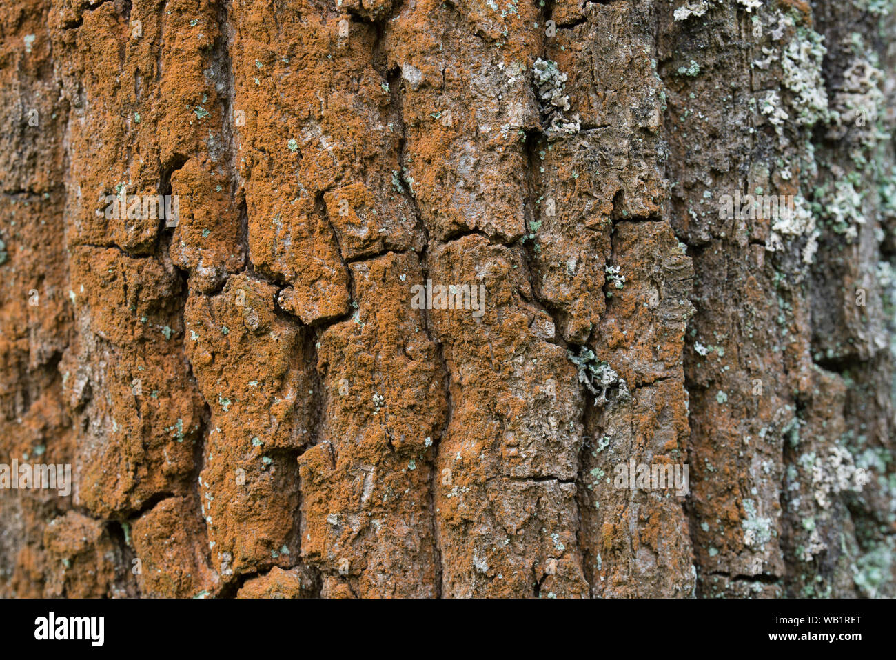 Trentepohlia algae hi-res stock photography and images - Alamy