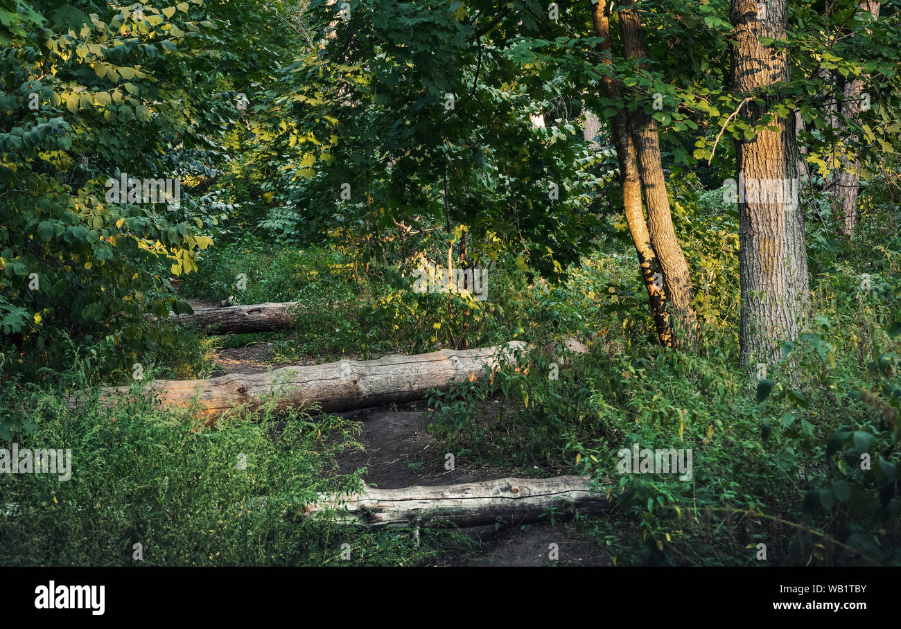 Path with fallen trees in the forest Stock Photo - Alamy