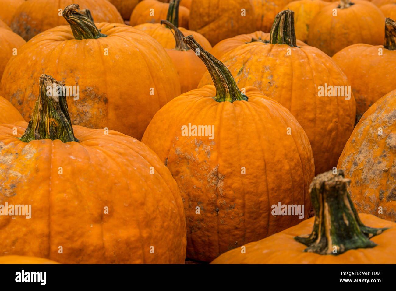 Large group of pumpkins hi-res stock photography and images - Alamy