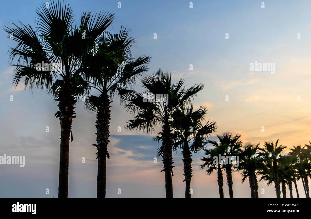 A line of Palm Trees on the Florida beach coast Stock Photo - Alamy