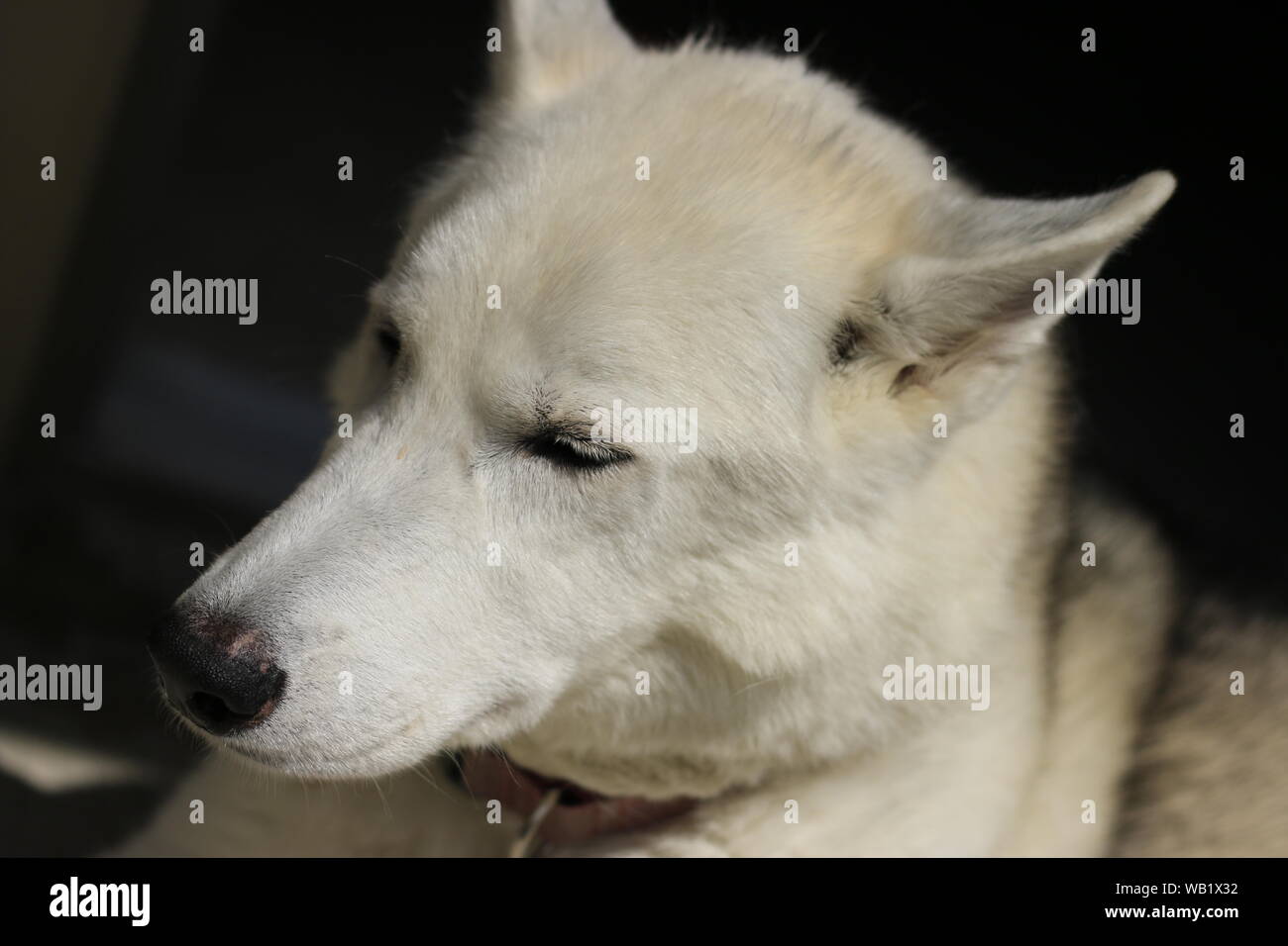Close-Up Shot Of Husky Dog Stock Photo - Alamy