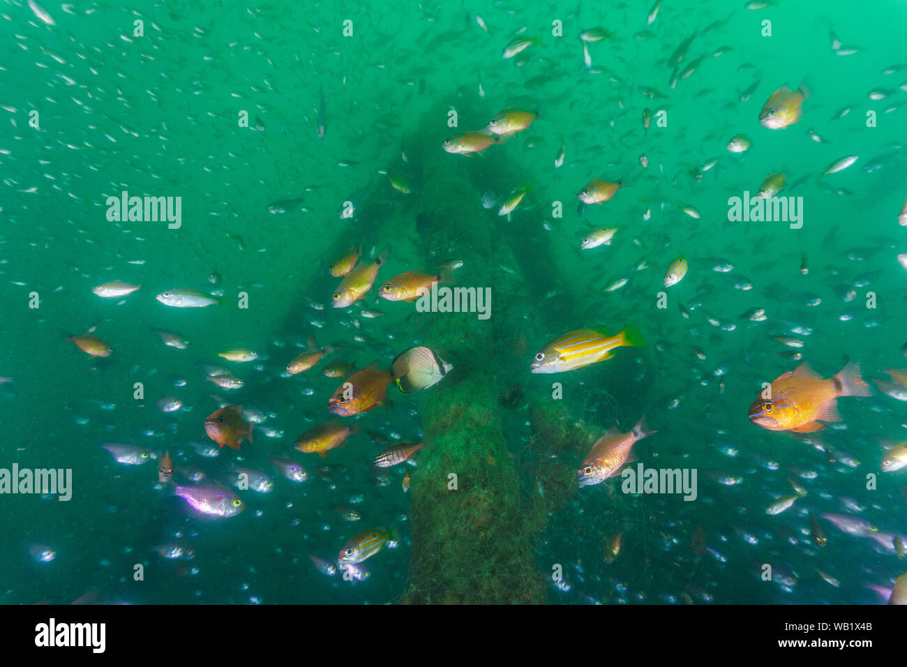 Scuba Diving in Pondicherry - Temple Reef Stock Photo - Alamy