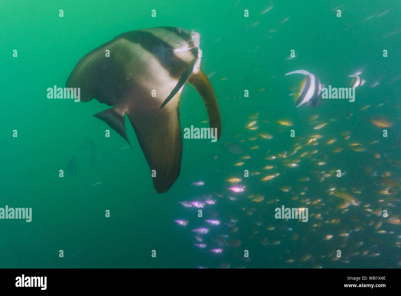 Scuba Diving in Pondicherry - Temple Reef Stock Photo - Alamy