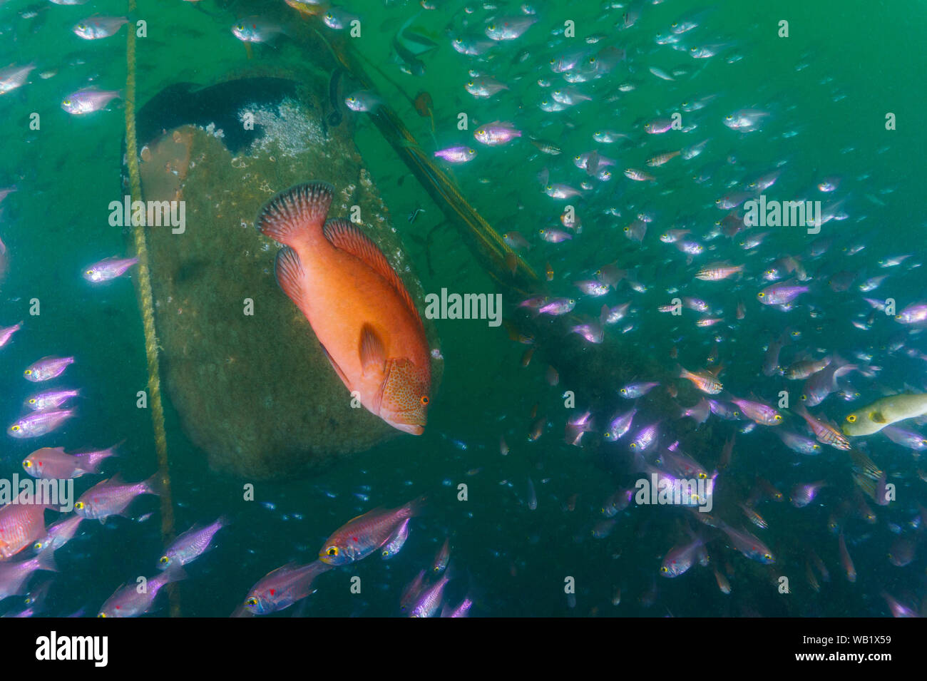 Scuba Diving in Pondicherry - Temple Reef Stock Photo - Alamy