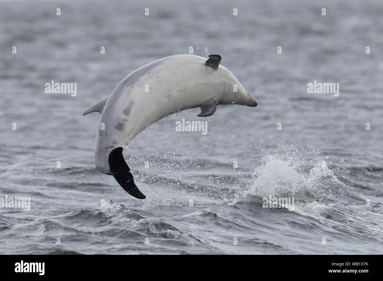 Dolphin from the beach at Chanonry Point, in the Scottish Highlands ...