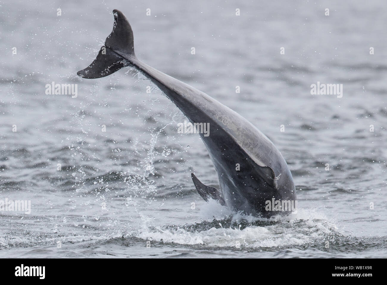 Caudal peduncle hi-res stock photography and images - Alamy