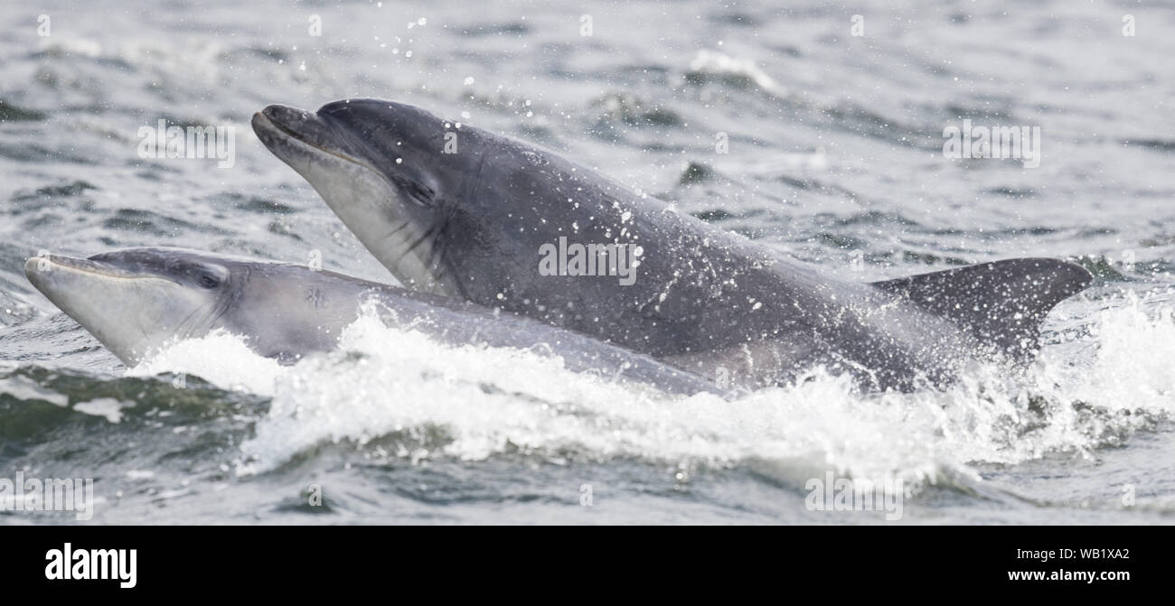 Dolphin from the beach at Chanonry Point, in the Scottish Highlands ...