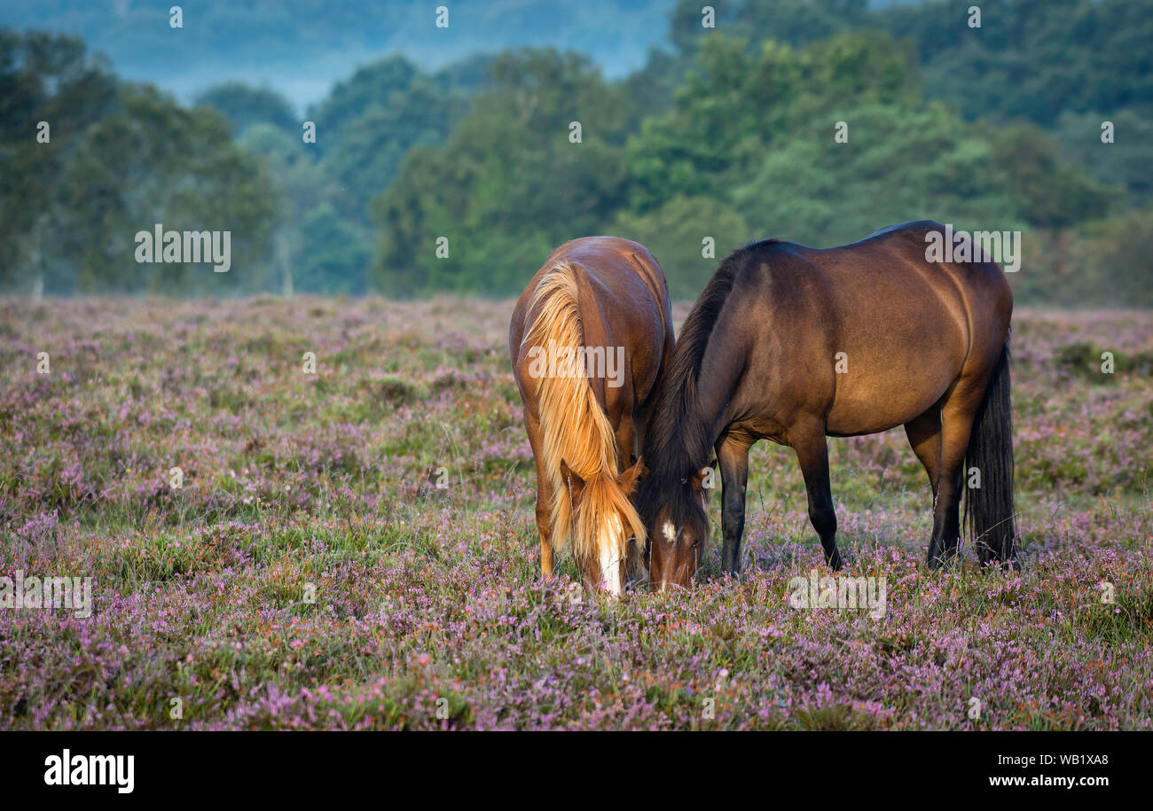 Two horses eating grass, side by side early morning in a misty New ...