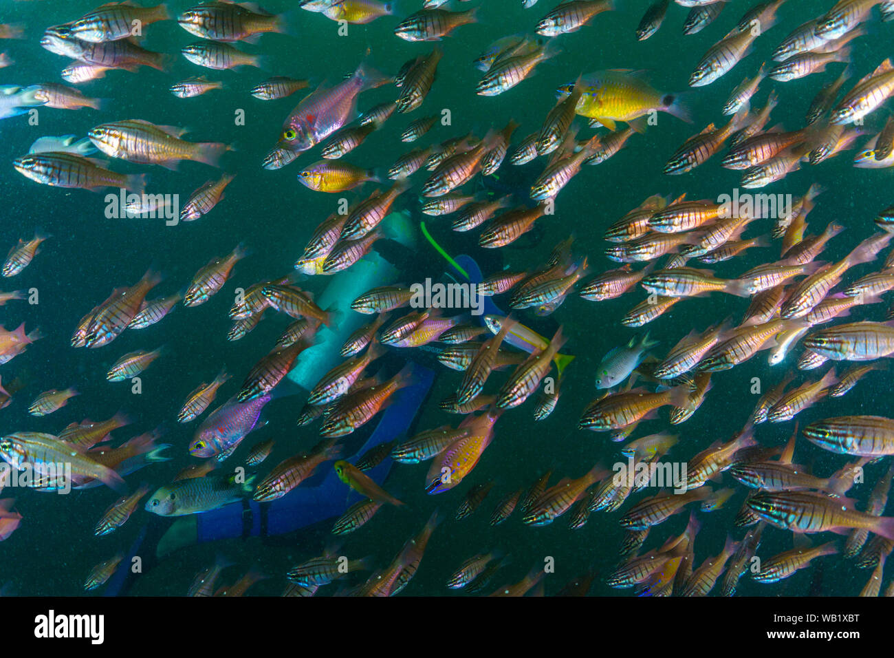 Scuba Diving in Pondicherry - Temple Reef Stock Photo - Alamy