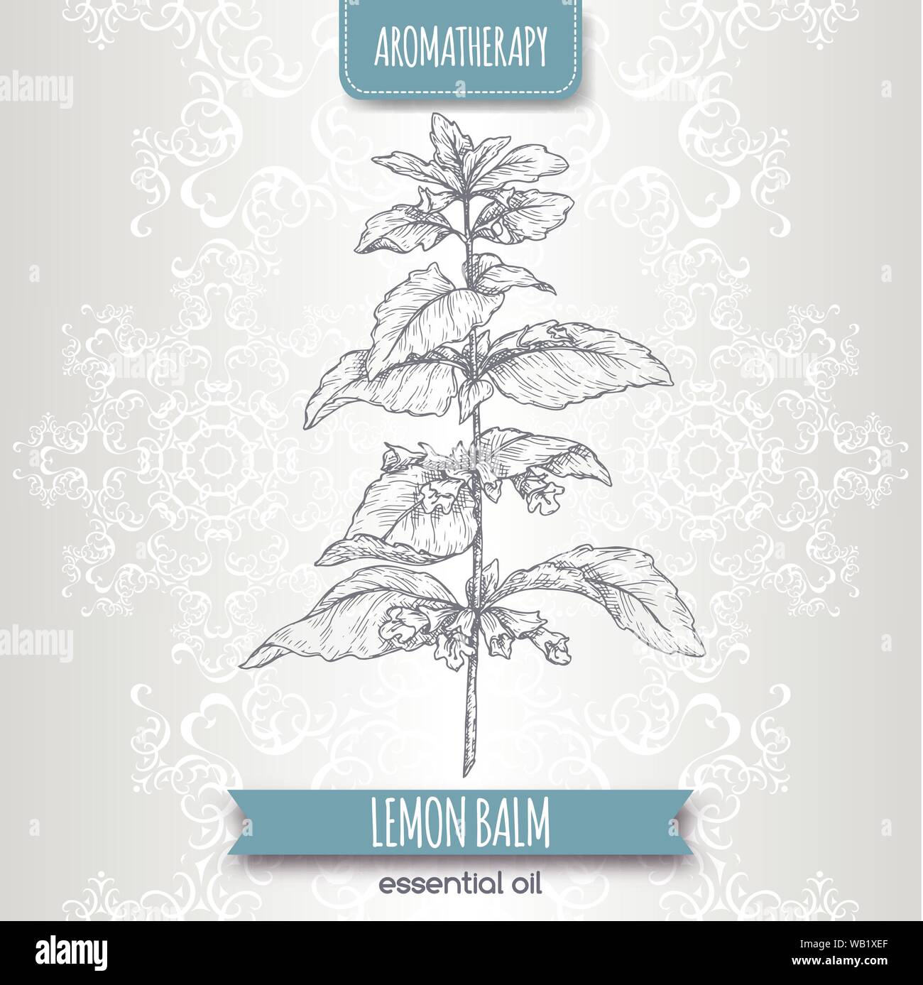 Lemon balm aka Melissa officinalis sketch on elegant lace background ...
