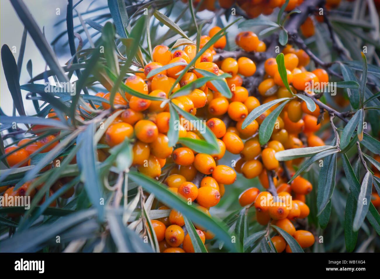 Hippophae rhamnoides known as common sea Stock Photo - Alamy