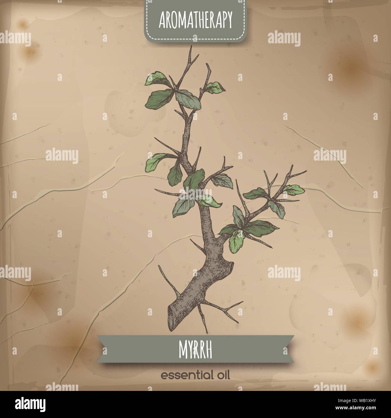 Commiphora myrrha aka common myrrh color sketch on vintage background ...