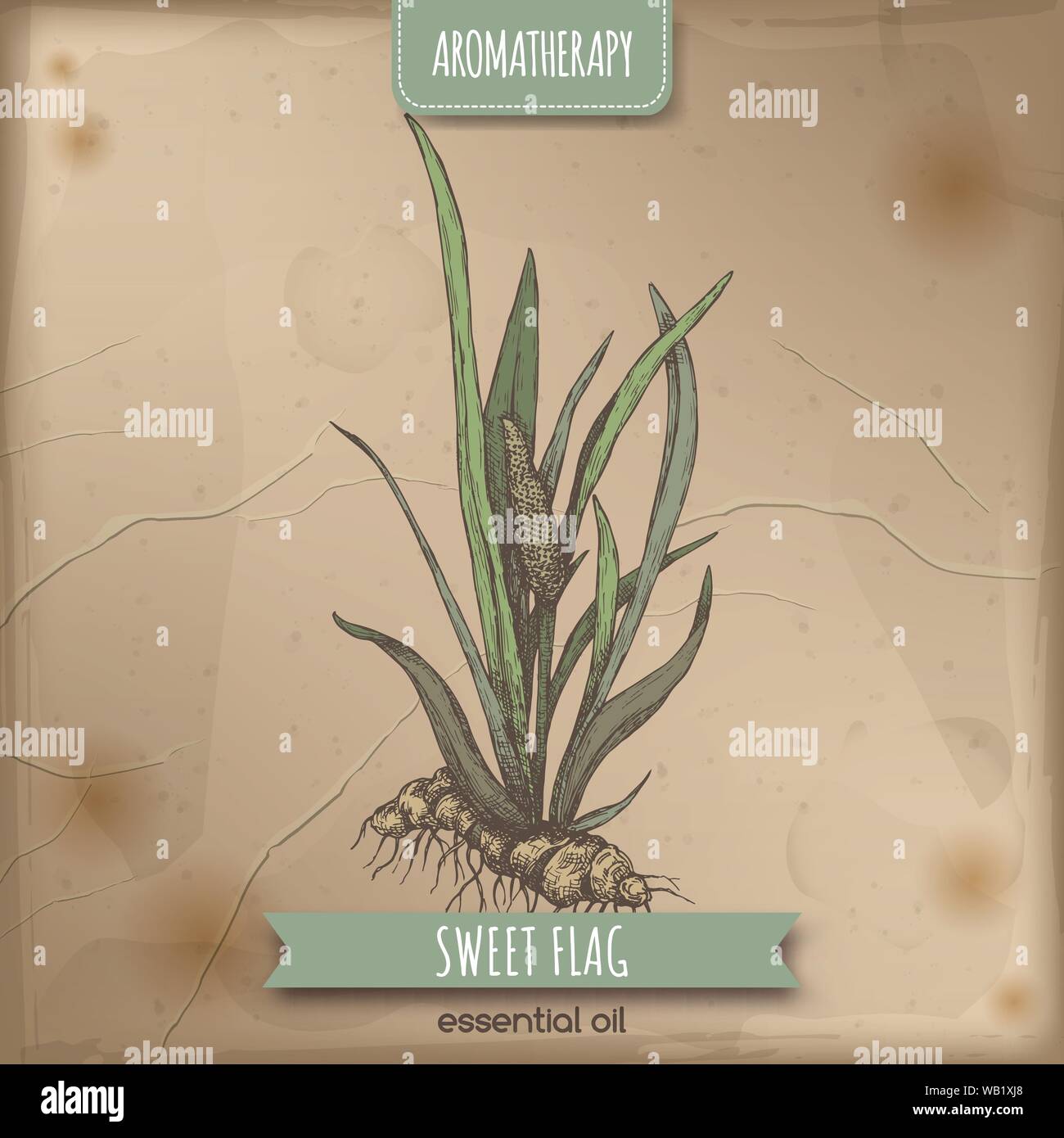 Acorus calamus tea hi-res stock photography and images - Alamy